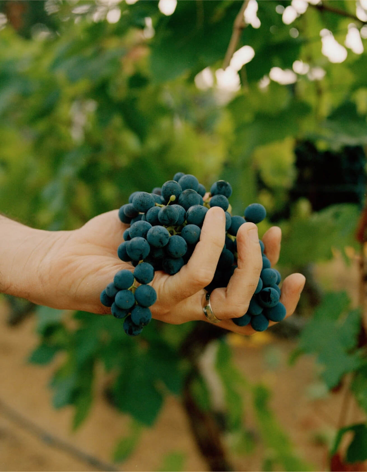 ISH's London Botanical Non-Alcoholic Gin | The Zero Proof